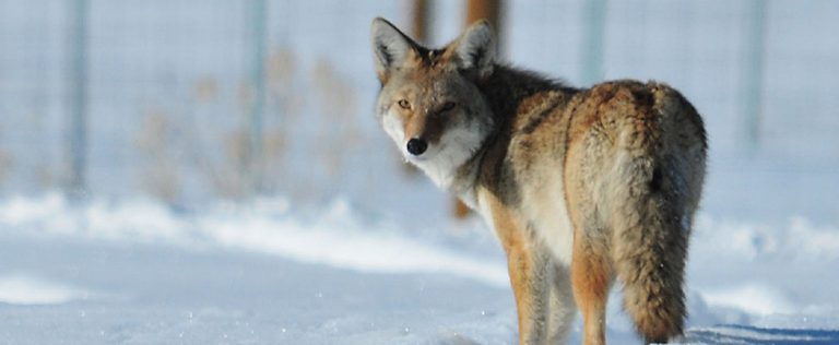 Wild Animals - Rocky Ridge Royal Oak Community Association Calgary Canada